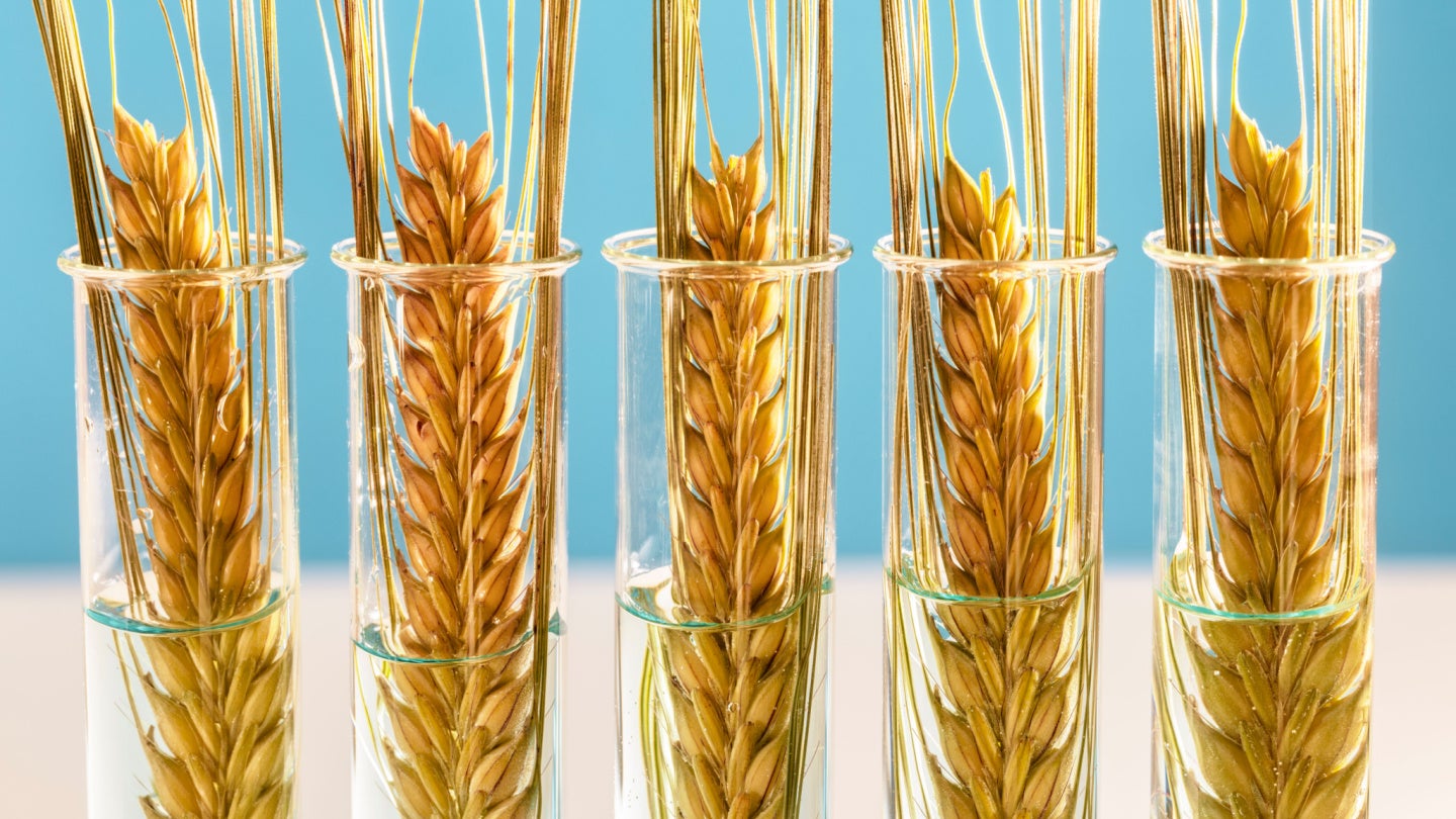 Who are the leading innovators in genetic engineered cereal crops for ...