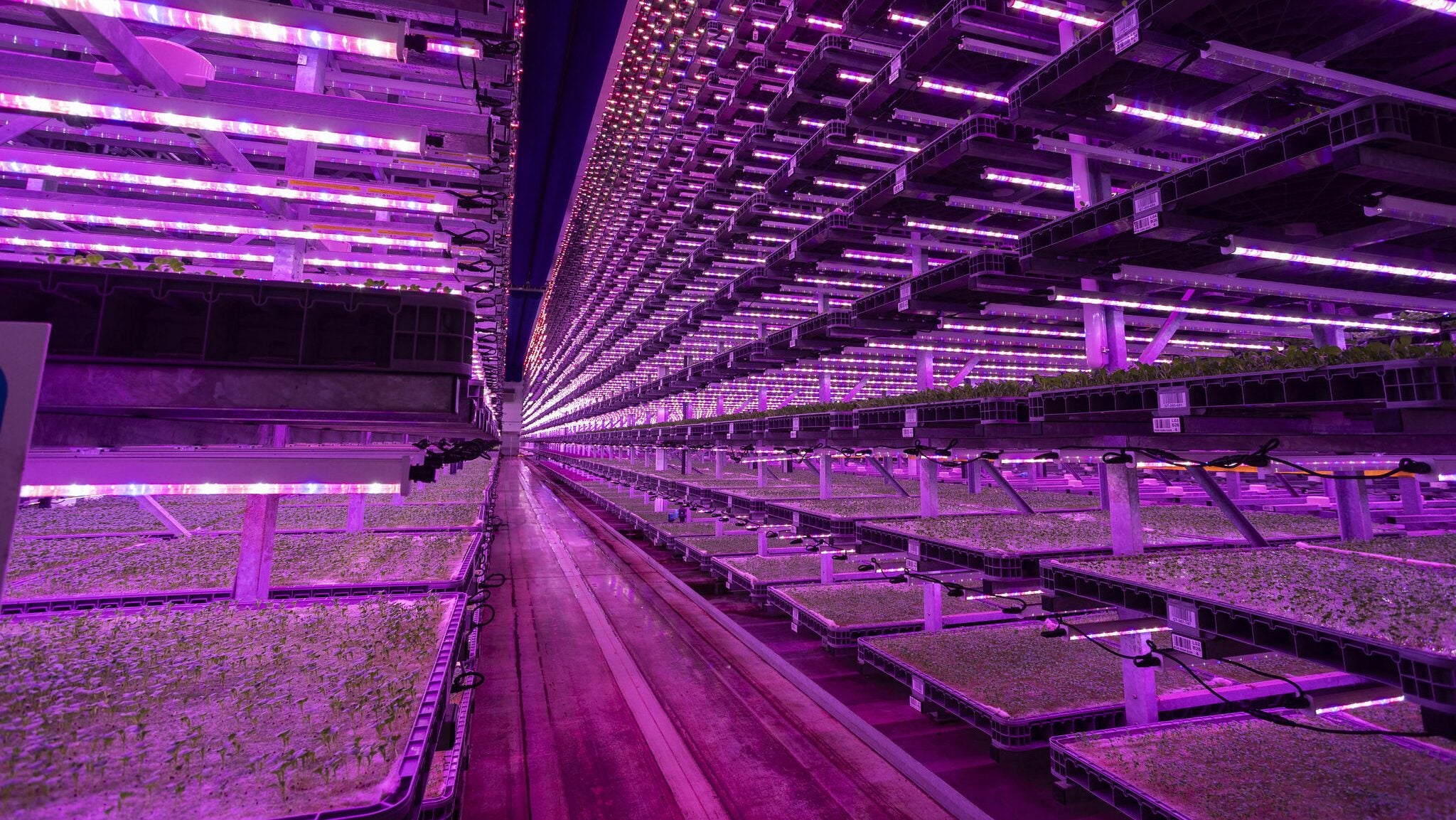 The Vertical farming Movement In The UK Is Resilient Jones Food The Vertical farming Movement In The UK Is Resilient Jones Food