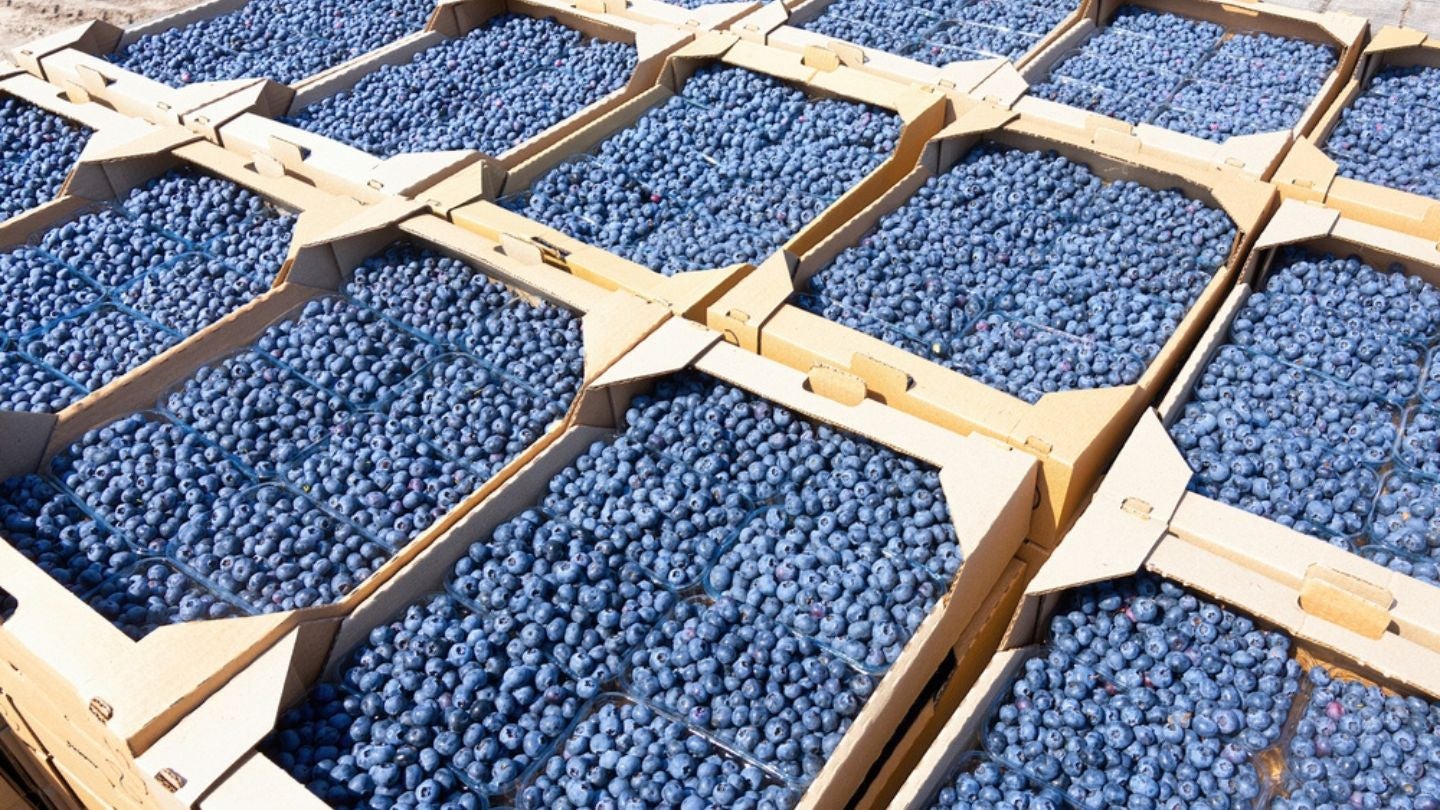 Orsero partners with berries specialists on new venture