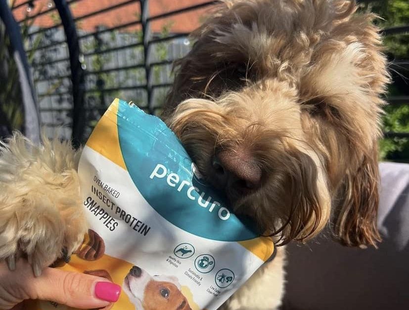 Leg work ahead for insect pet-food start-ups - Just Food