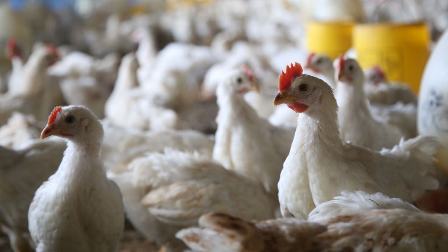 Feed supplier De Heus buys poultry group Kessels Holding