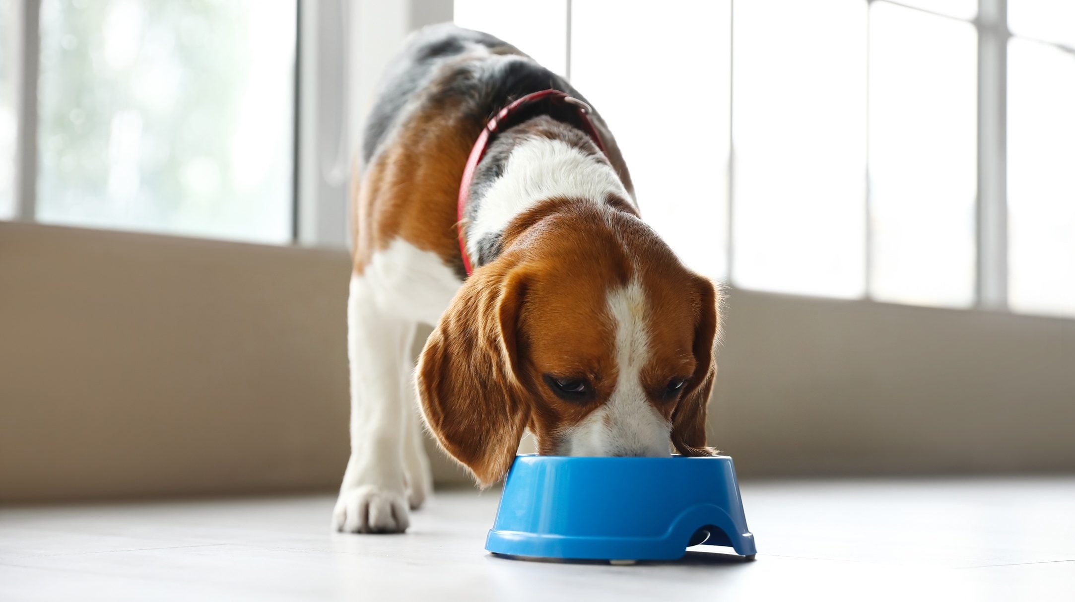 Snif Snax pet food makes UK dog treats acquisition